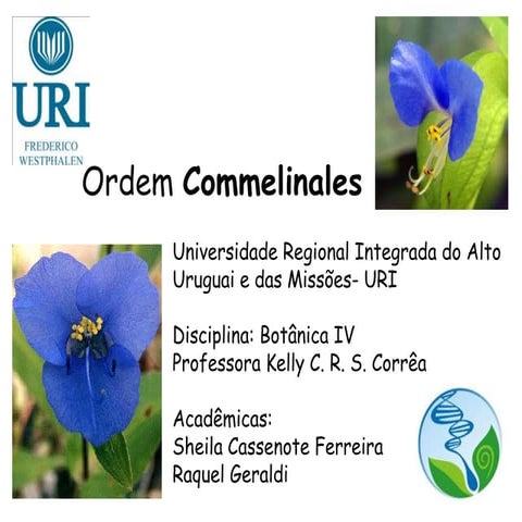 Ordem commelinales | PPTX