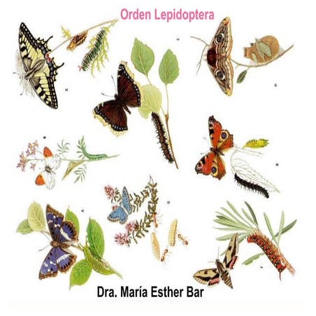 Orden lepidoptera | PDF