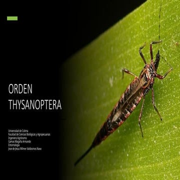 Orden Thysanoptera, el orden de la plaga | PPTX