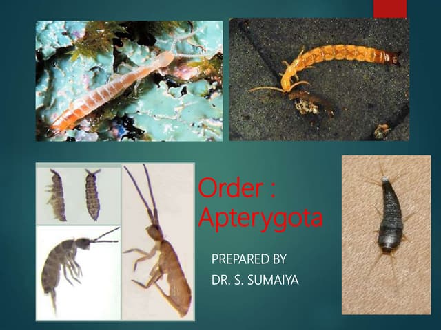 orthoptera order of insect and its classification. | PPTX
