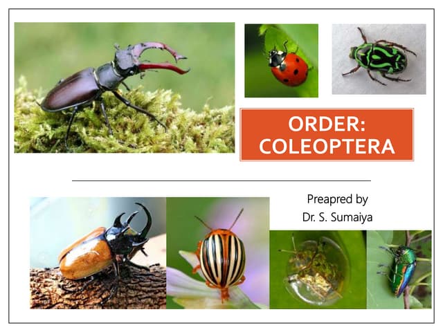 Insects Order hymenoptera | PPTX