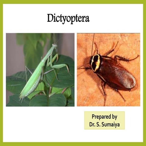 Insect Order: Dictyoptera | PPTX | Geography | Science