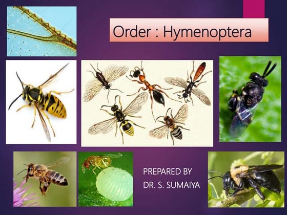 Insect Order : apterygota | PPTX