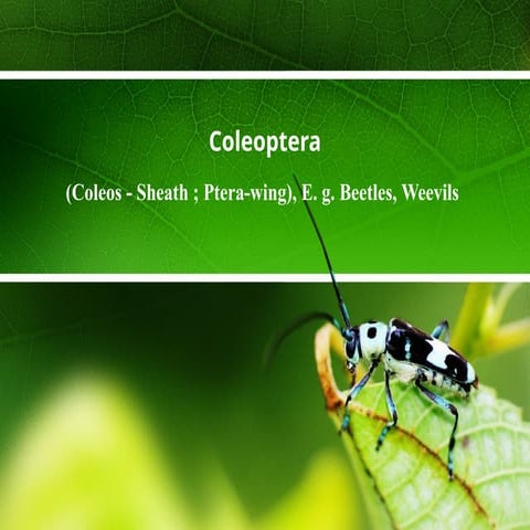 Coleoptera: The Largest Insect Order.pptx