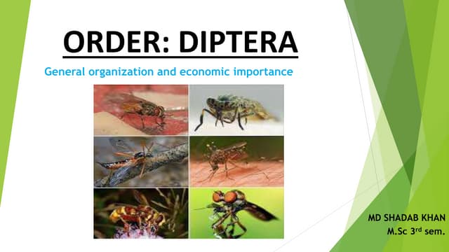orthoptera order of insect and its classification. | PPTX