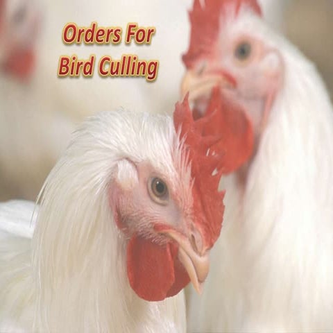 Orders for bird culling | PPTX
