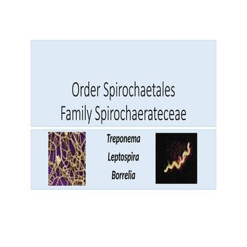 Order Spirochaetales, microbio(2).pptx