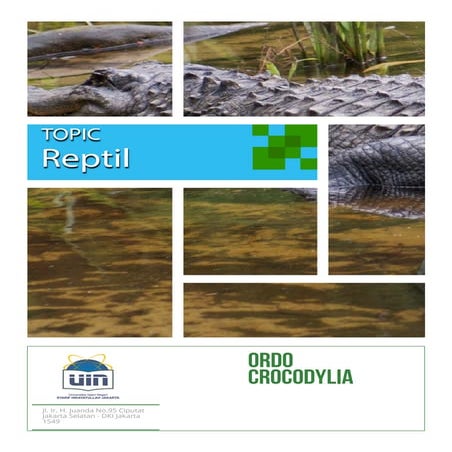 Ordo squamata | PDF
