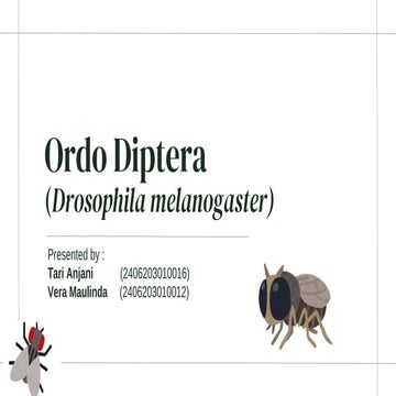 Ordo Diptera (Drosophilla melanogaster) (1).pdf