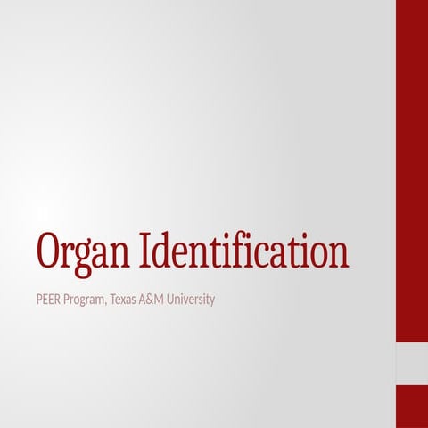 Organ-Identification.pptxbbbbbbbbbbbbbbbacaa | PPTX