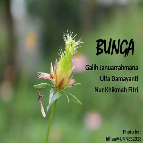 ORGAN BUNGA DAN PERKEMBANGAN BUNGA..pptx