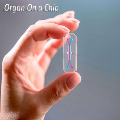 Organ chip ppt | PPTX