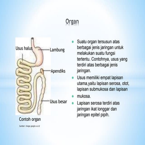 Organ dan sistem organ | PPTX