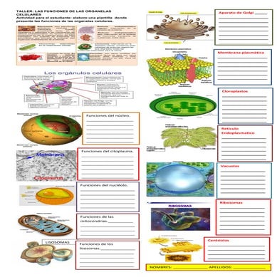 Organelos Celulares Organelos Celulares Y Sus Funciones BIOLOGIA