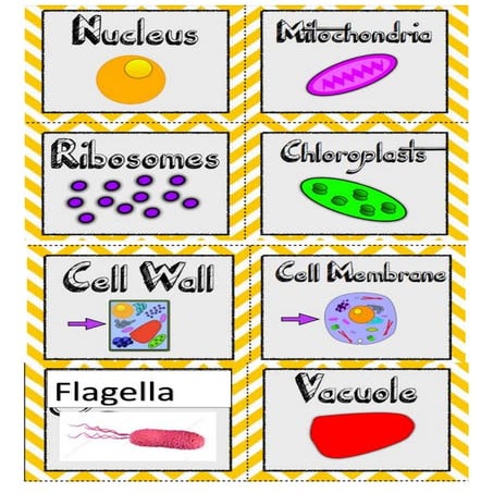 Organelle Matching Cards for igcse coordinated siences | PDF