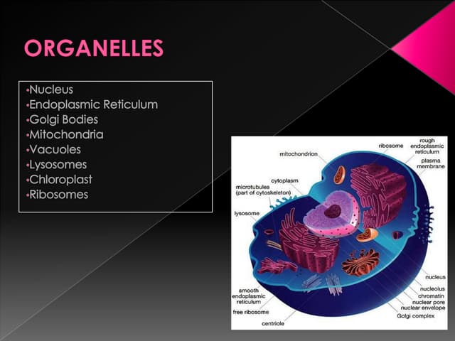 Minimalist Biology Cell Organelles Science Flash Cards | PDF