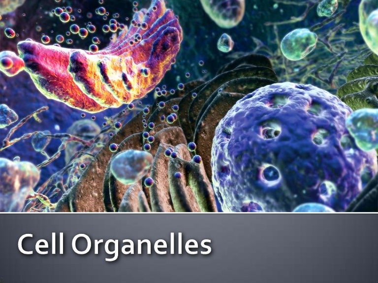 Organelles