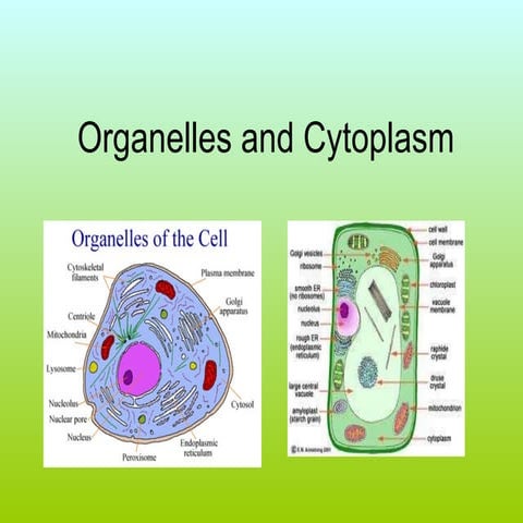 Organelles and cytoplasm pp | PPT