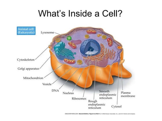Cell Analogy Example | PPTX