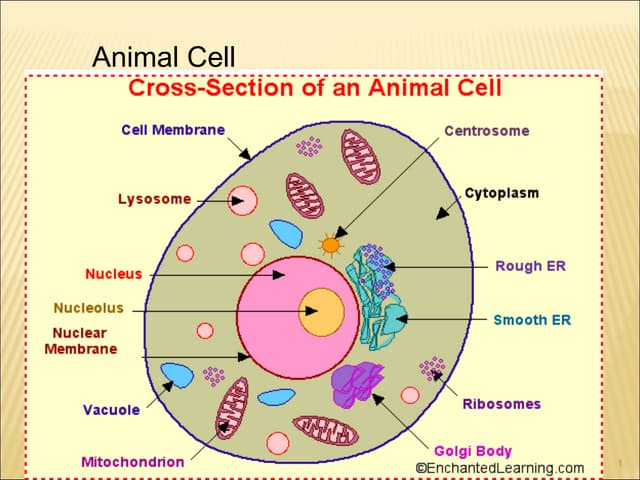 IGCSE Unit 1 Cell | PPTX