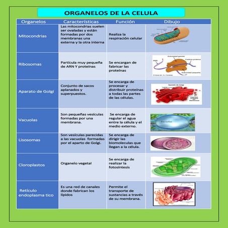 Organelos Y Sus Funciones Célula: Estructura Y Funciones