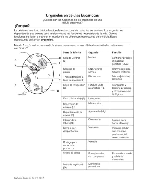 Hoja De Trabajo Sobre Organelos Celulares Para La Escuela Secundaria