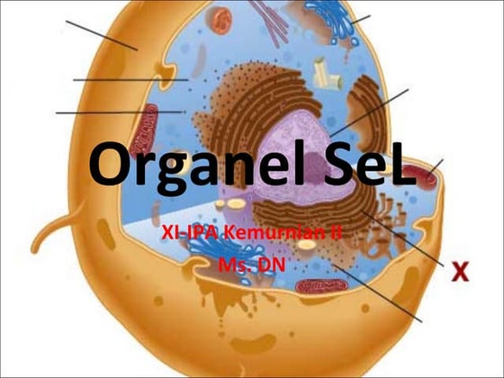 Tabel organel sel 2003 | DOCX