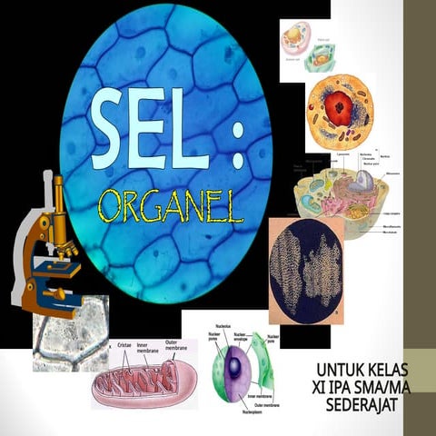 Organel SEL hewan dan tumbuhan yang berbeda.ppt