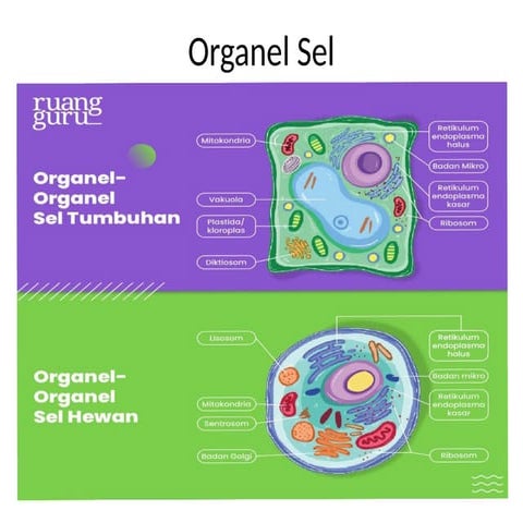 Fungsi-Organel_Sel_Biologi_Kelas_10_MA.pptx