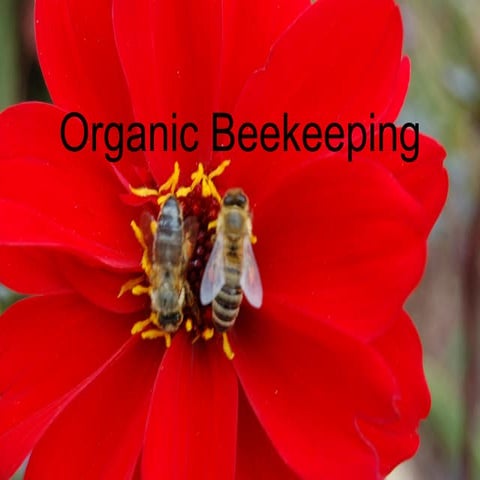 Organic beekeeping | PDF