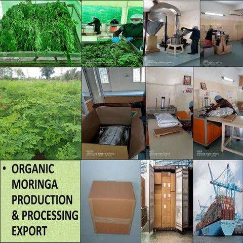 Organic Moringa Production & Processing Export Guide | PPT