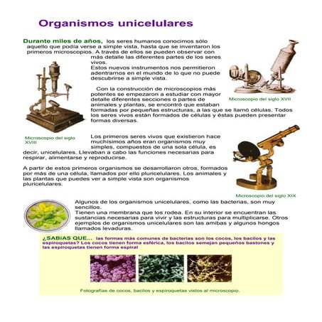 Organismos unicelulares y pluricelulares guia 3 | DOCX