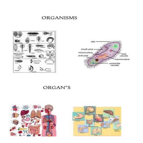 Organisms slide | DOCX