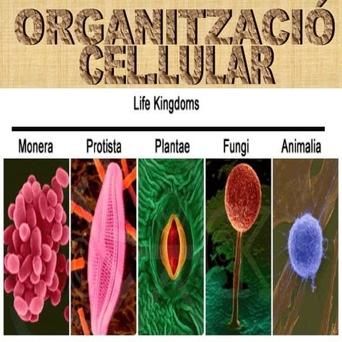 Organització Cel.Lular | PPT
