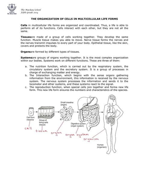 Hierarchy in life structures (text, 2nd version) | PDF | Brain and ...