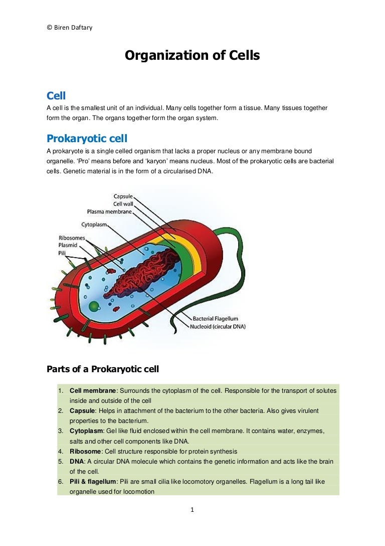 Organization of cells notes