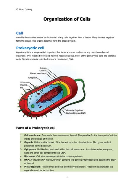 Plant and Animal Cells | PPTX