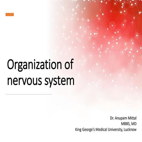 Organization of Nervous System | PPTX