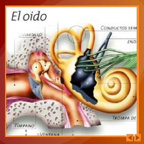 ANATOMIA DE CAJA TIMPANICA.ppt