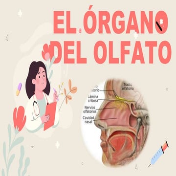 ORGANO DEL OLFATO de la anatomia humanapdf | PPTX