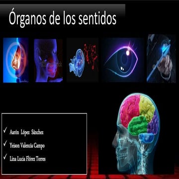 Imágenes De Los órganos De Los Sentidos Humanos