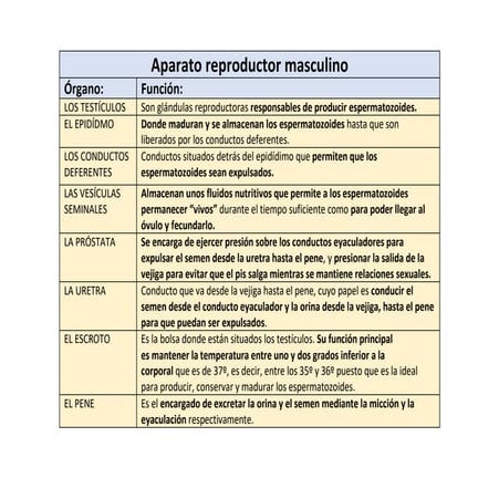 Órganos del aparato reproductor y funciones | PDF