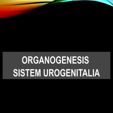 Organogenesis Urogenital Biologi Unair ppt | PPTX