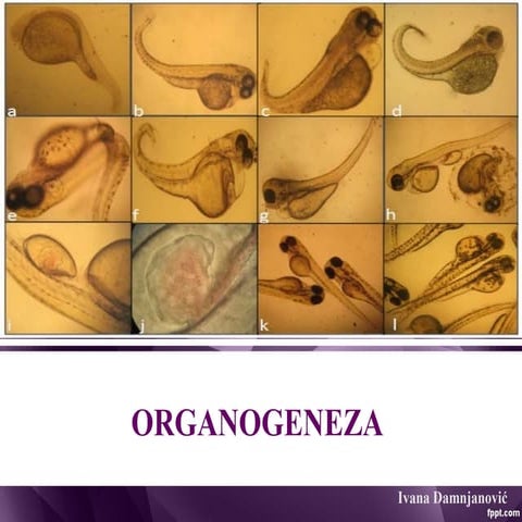Organogeneza | PPT