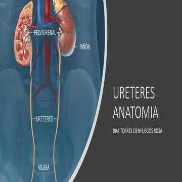 ORGANOS DE LA PELVIS URETERES ANATOMIA..pptx