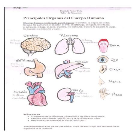 Organos del cuerpo humano | DOCX