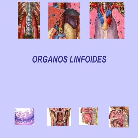Organos linfoides | PDF