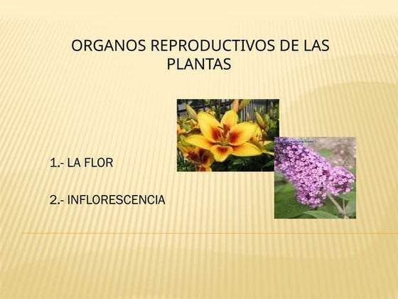 Tipos De Inflorescencia INFLORESCENCIAS