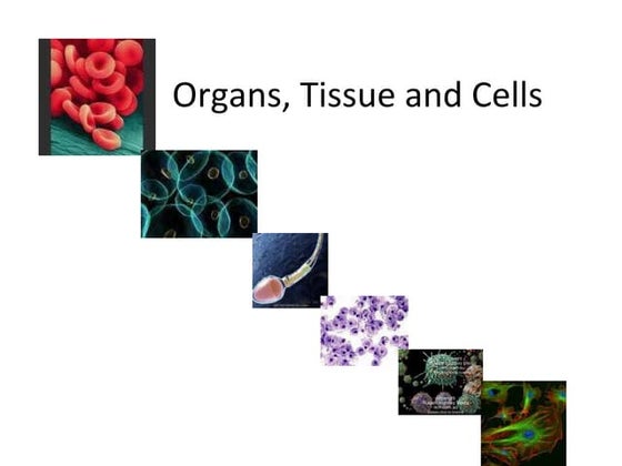 2. temporary organs grade 5 8th lesson | PPT