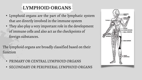 Primary and secondary lymphoid organs | PPT